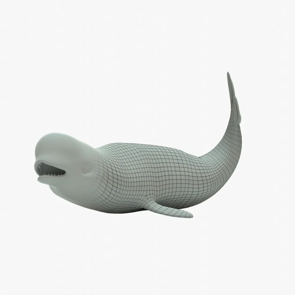 Beluga Whale 3D Model Rigged Basemesh | Creature Guard